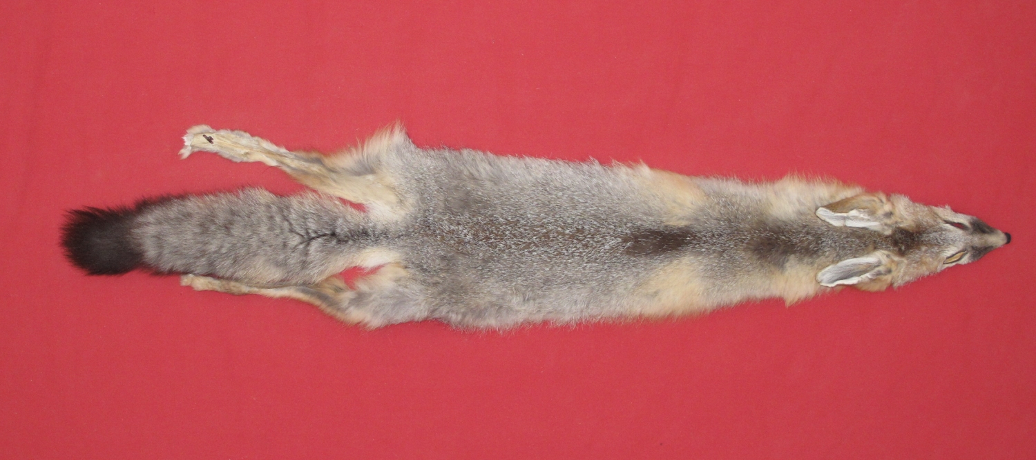 Raw Fur : KIT FOX (3525-0079) : hideandfur.com