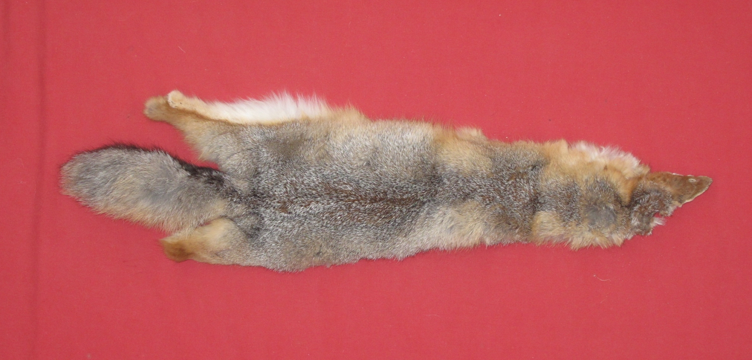 Raw Fur : KIT FOX (3525-0098) : hideandfur.com