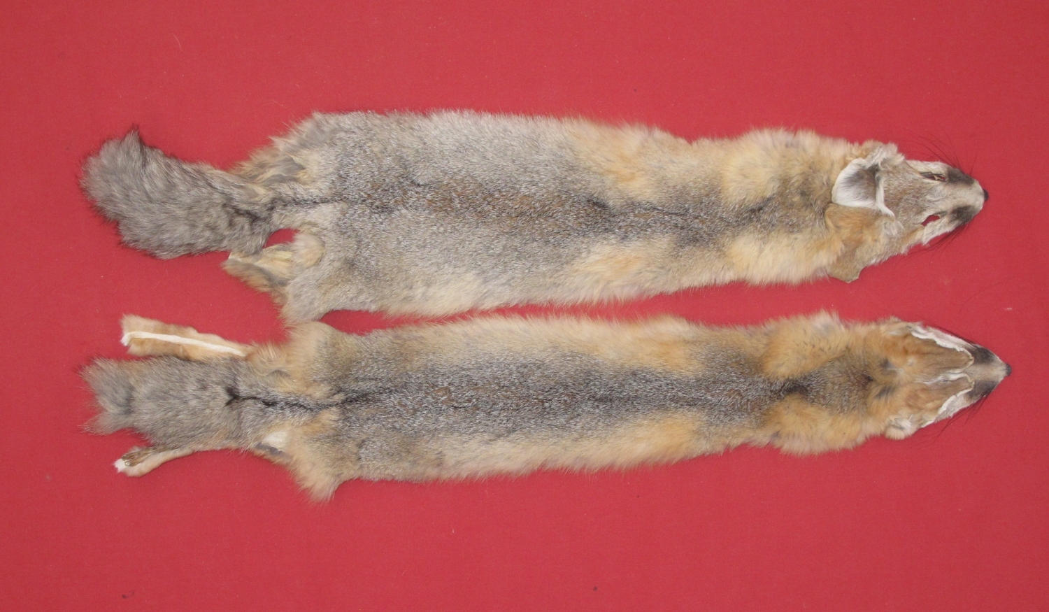 Raw Fur : KIT FOX (3525-0102) : hideandfur.com