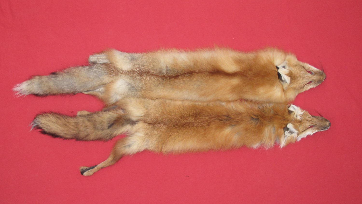 Raw Fur : RED FOX (3555-0177) : hideandfur.com