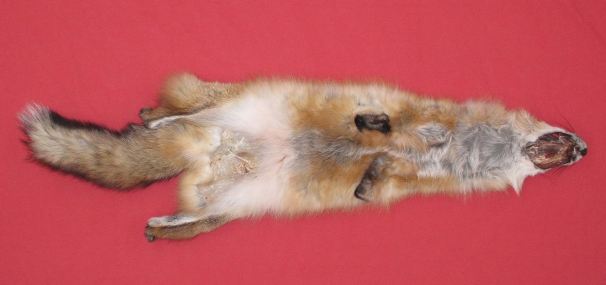 Raw Fur : RED FOX (3555-0208) : hideandfur.com