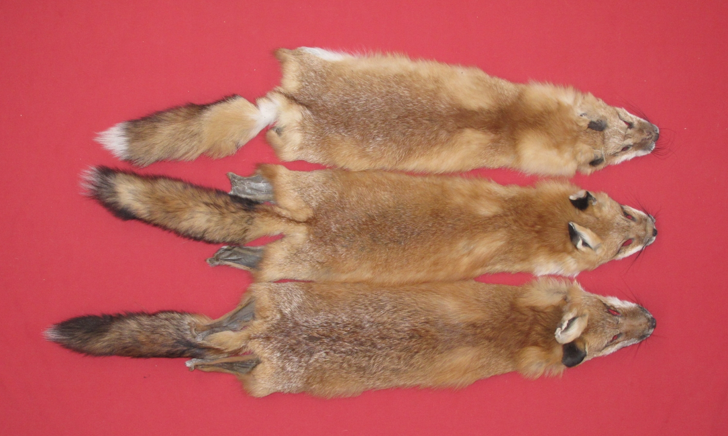 Raw Fur : RED FOX (3555-0212) : hideandfur.com