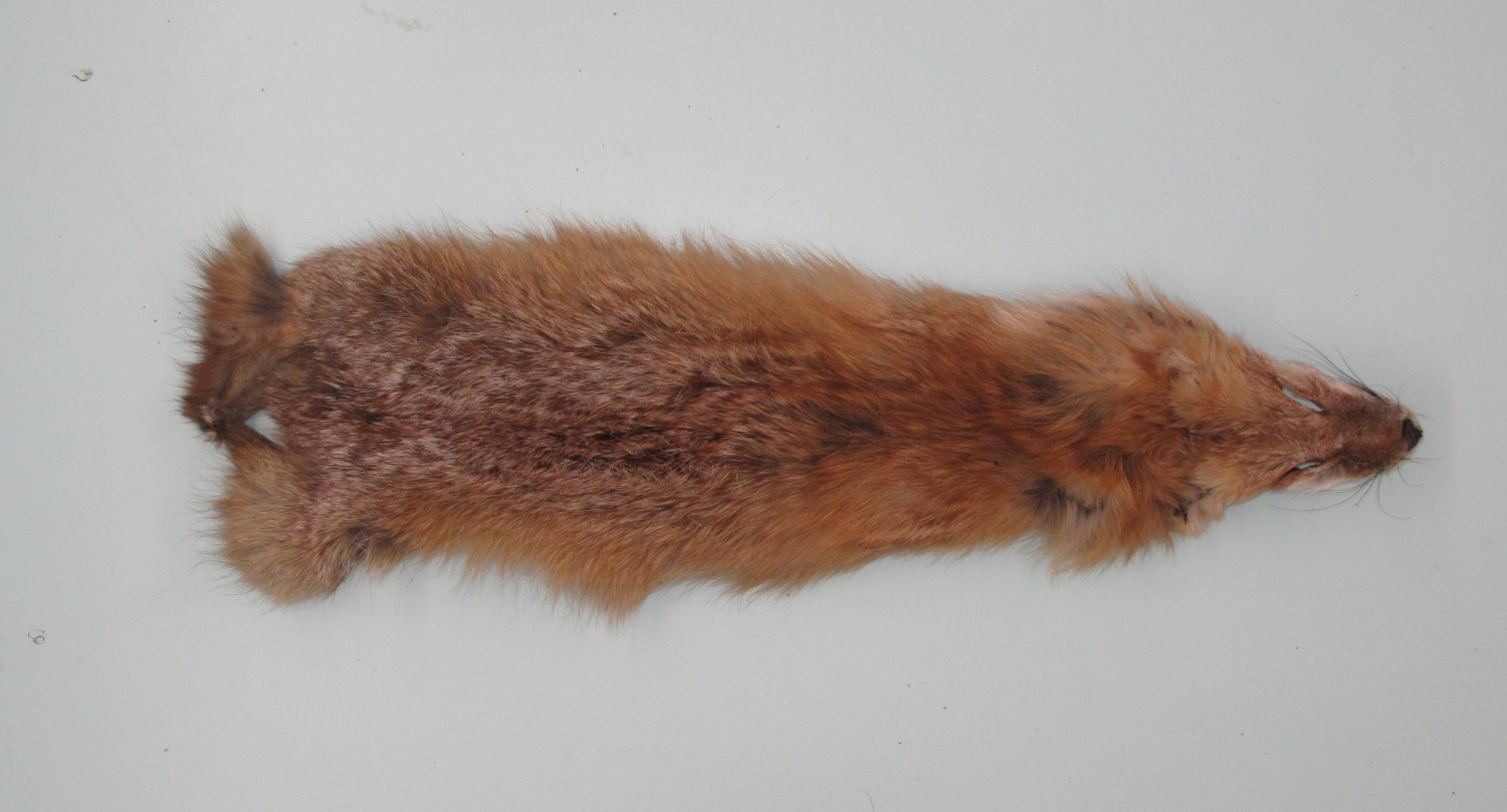 Raw Fur : RED FOX (3555-0220) : hideandfur.com