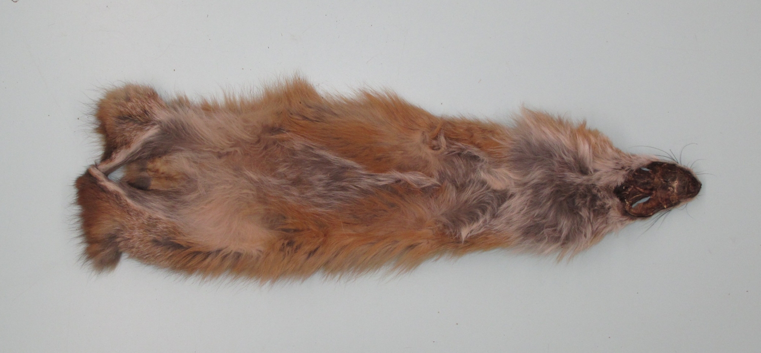 Raw Fur : RED FOX (3555-0220) : hideandfur.com