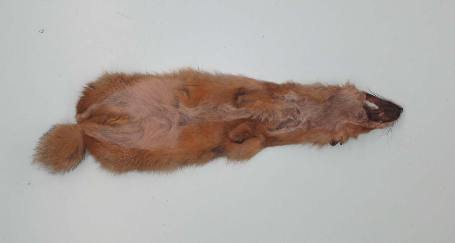 Raw Fur : RED FOX (3555-0221) : hideandfur.com