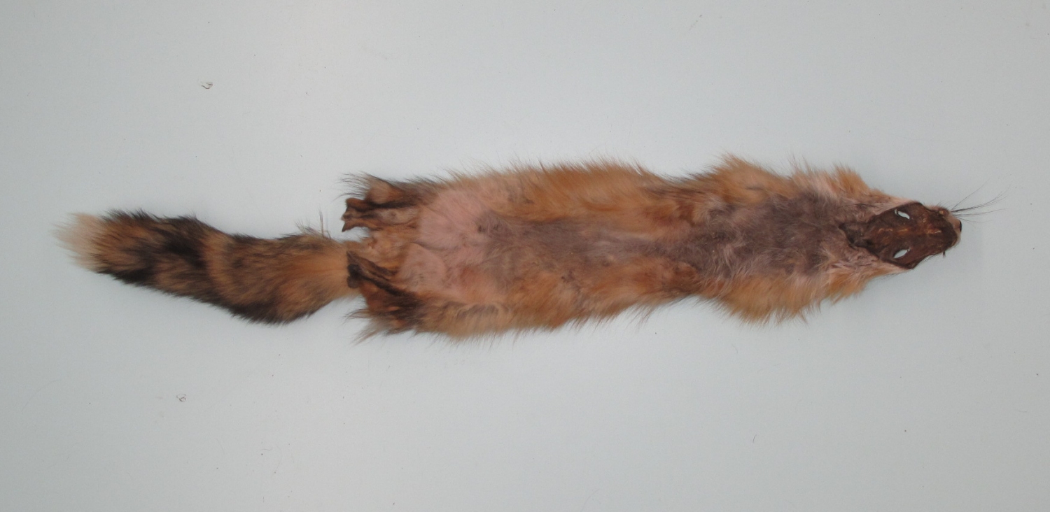Raw Fur : RED FOX (3555-0225) : hideandfur.com