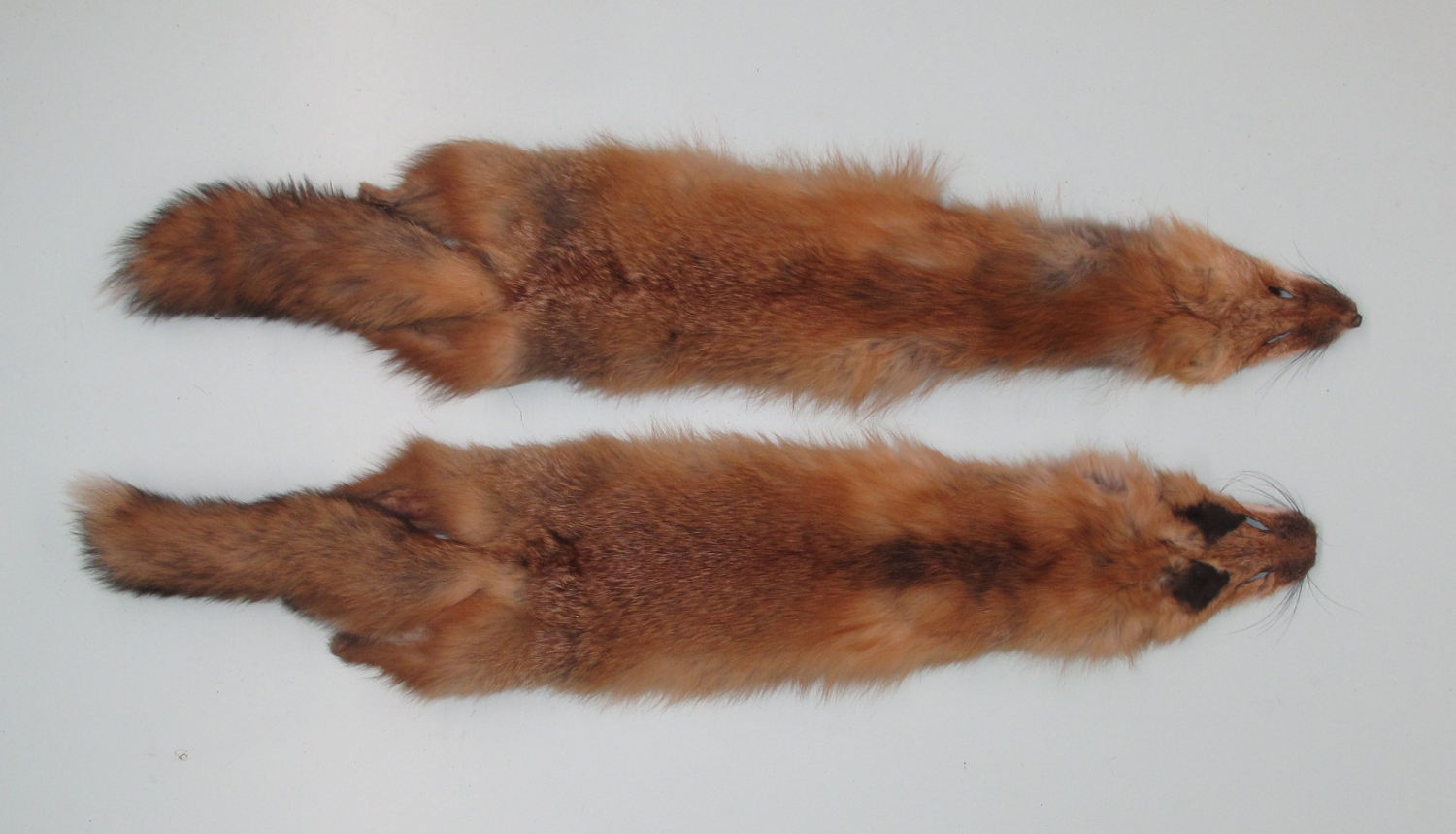Raw Fur : RED FOX (3555-0228) : hideandfur.com