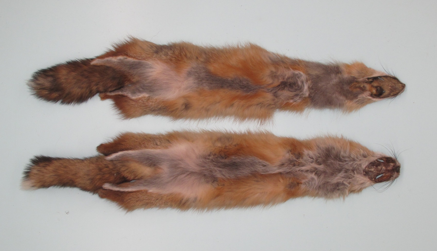 Raw Fur : RED FOX (3555-0228) : hideandfur.com