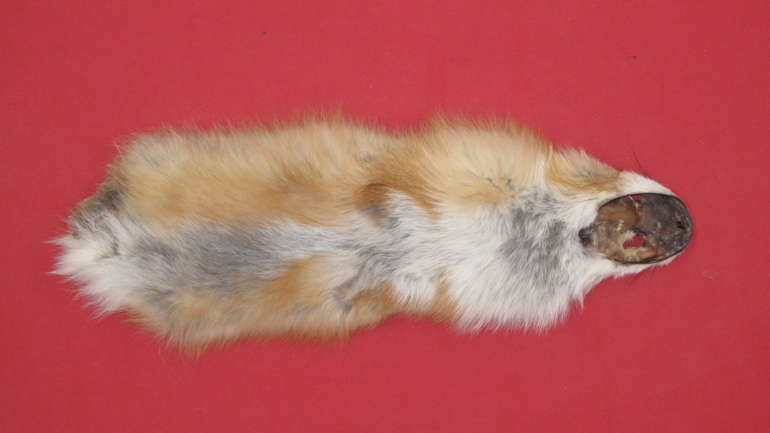 Raw Fur : RED FOX (3555-0251) : hideandfur.com