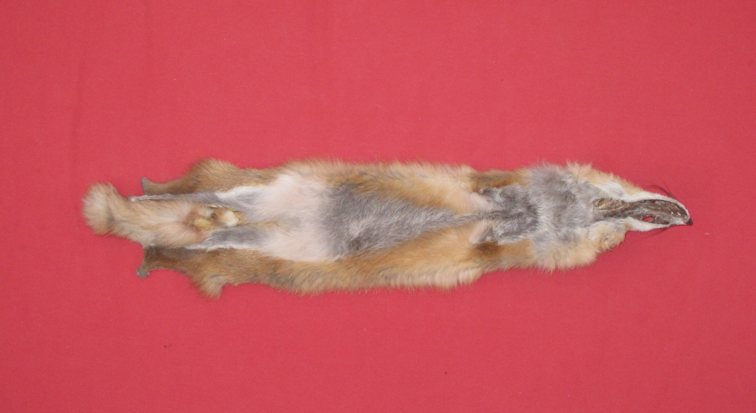 Raw Fur : RED FOX (3555-0286) : hideandfur.com