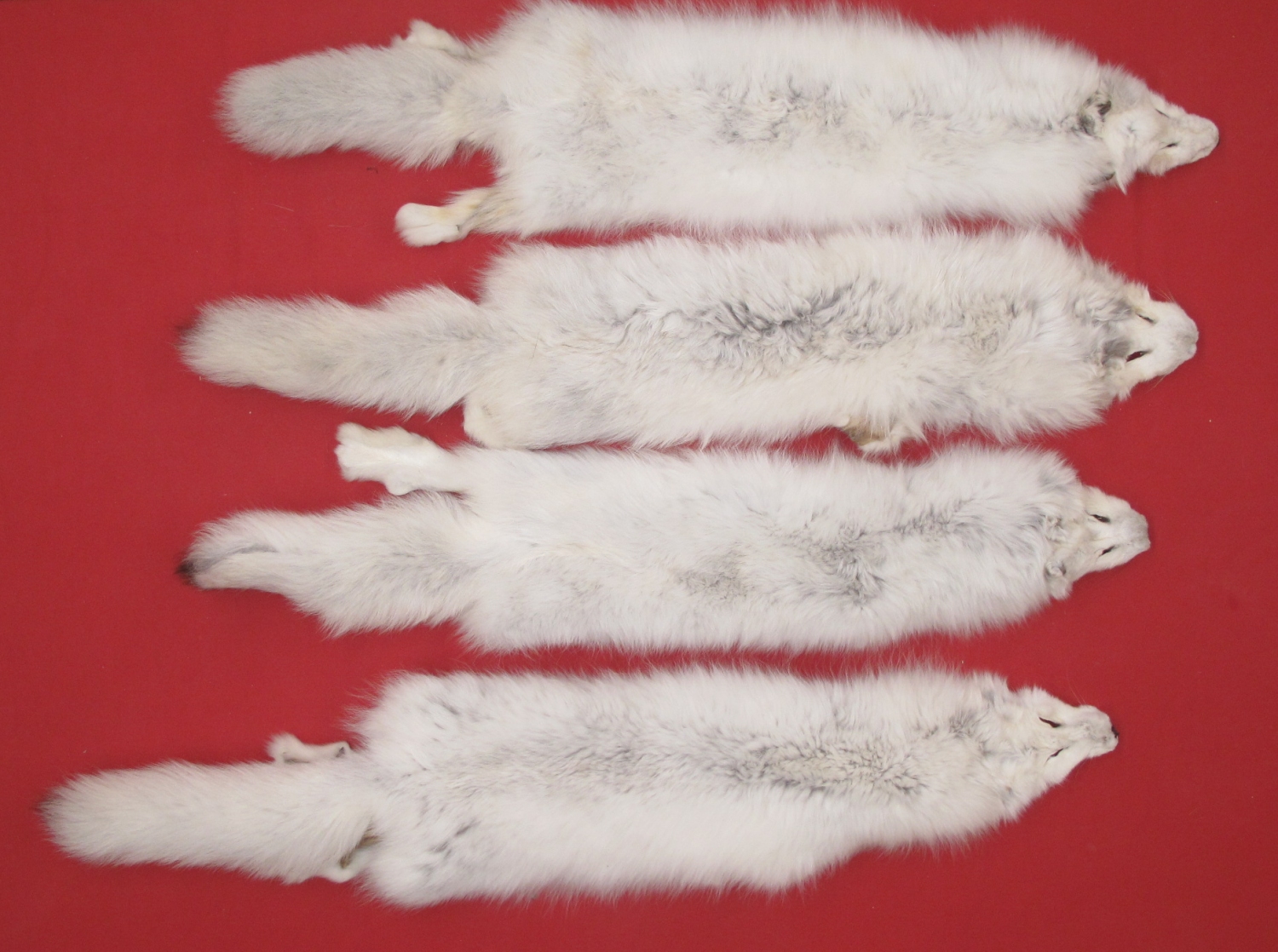 Raw Fur : WHITE FOX (3595-0023) : hideandfur.com
