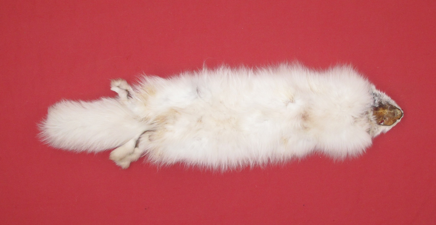 Raw Fur : WHITE FOX (3595-0024) : hideandfur.com