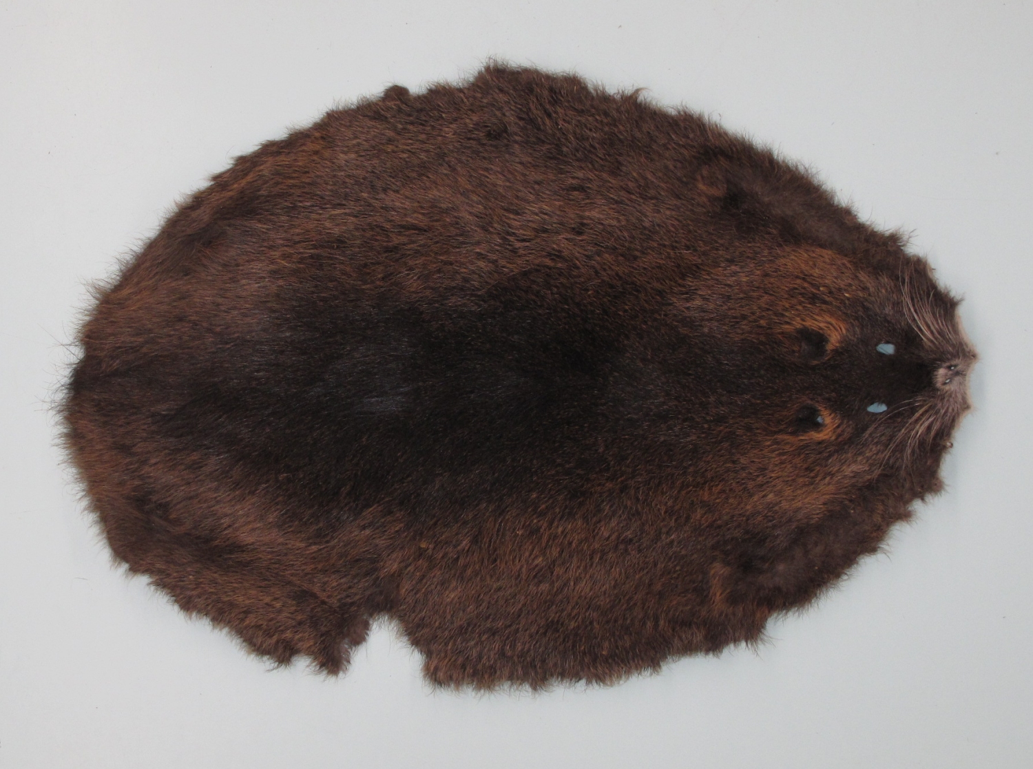 Raw Fur : NUTRIA (3715-0139) : hideandfur.com
