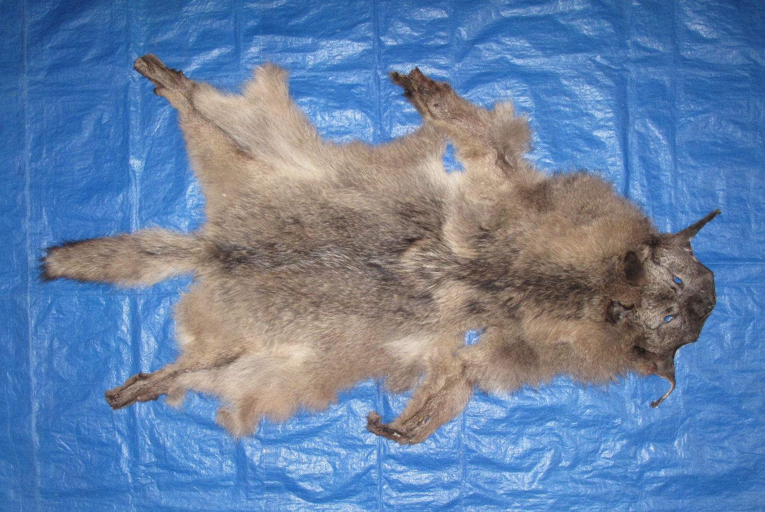 Raw Fur : WOLF (3880-0231) : hideandfur.com