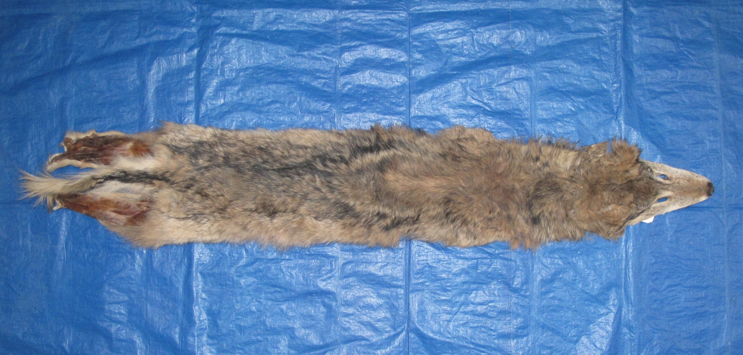 Raw Fur : WOLF (3880-0279) : hideandfur.com