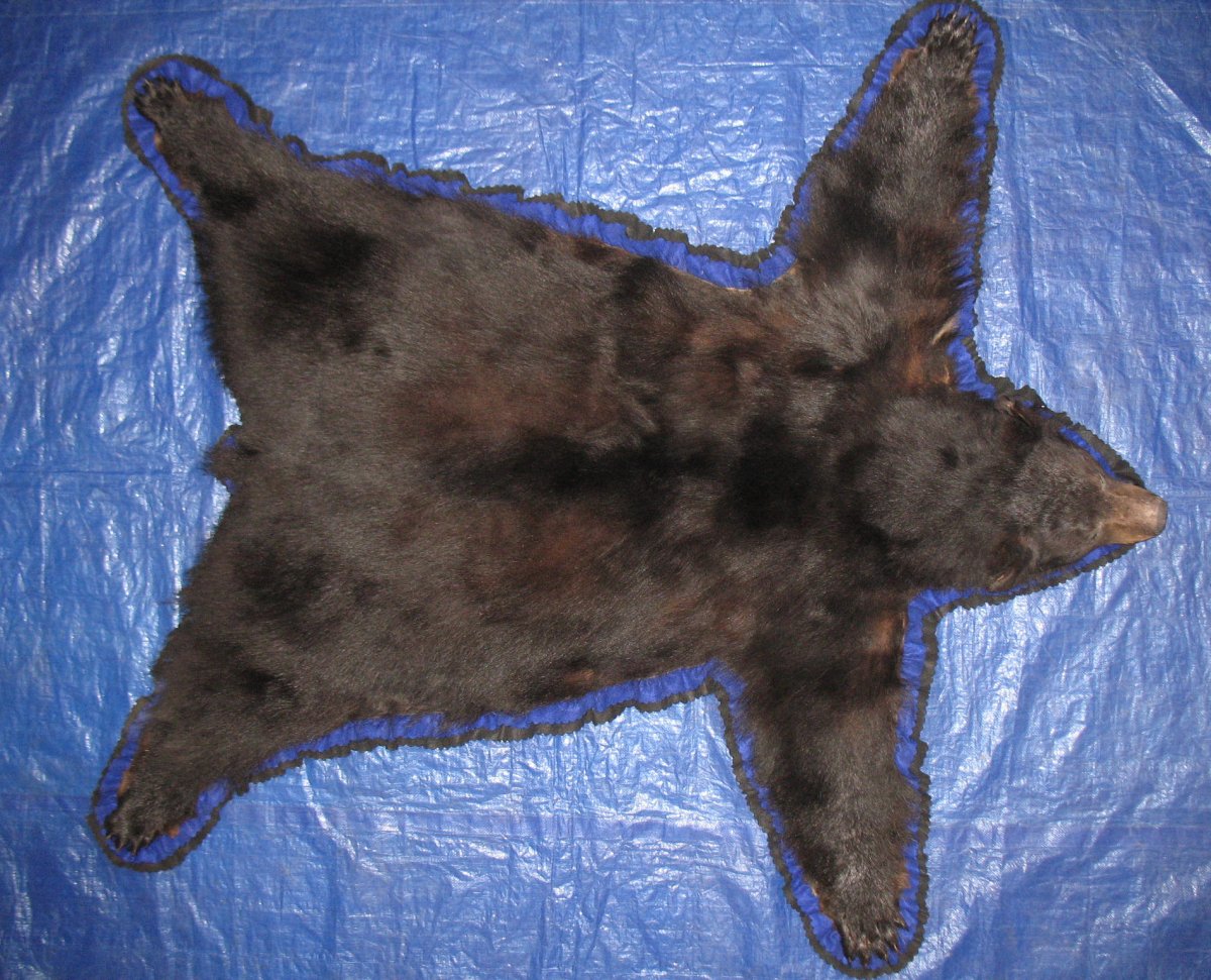Taxidermy : FINISHED RUGS (4060-0123) : hideandfur.com