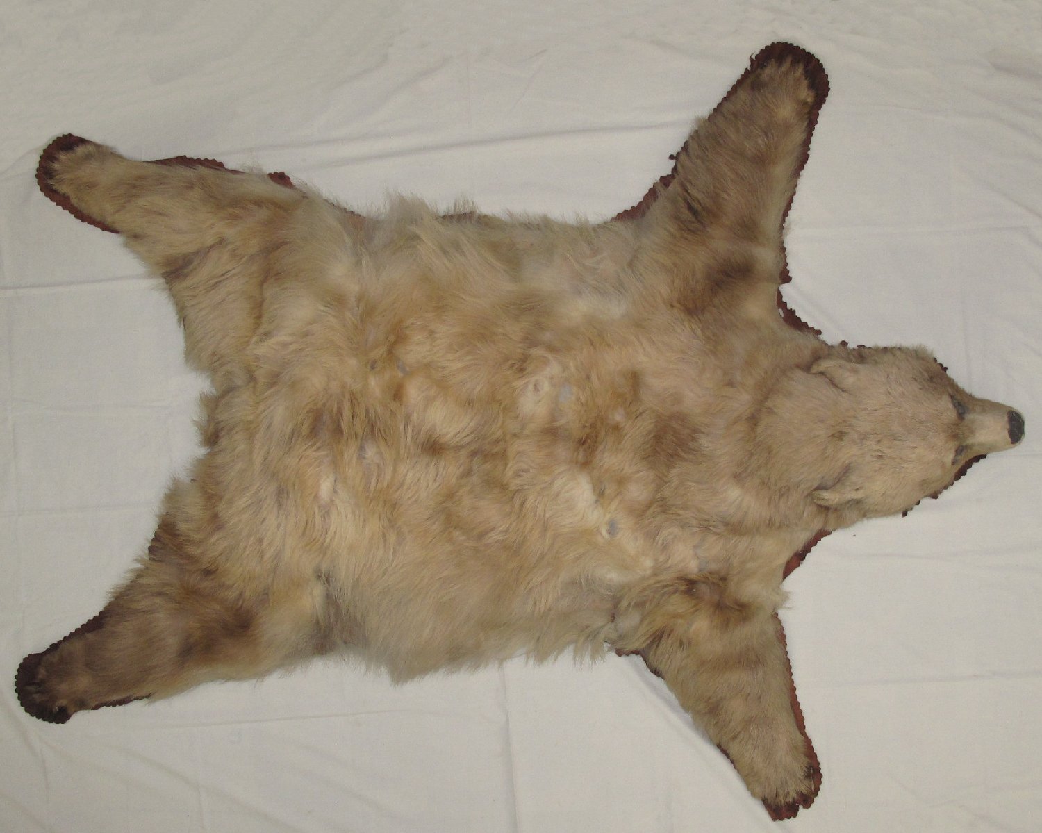 Taxidermy : FINISHED RUGS (4060-0145) : hideandfur.com