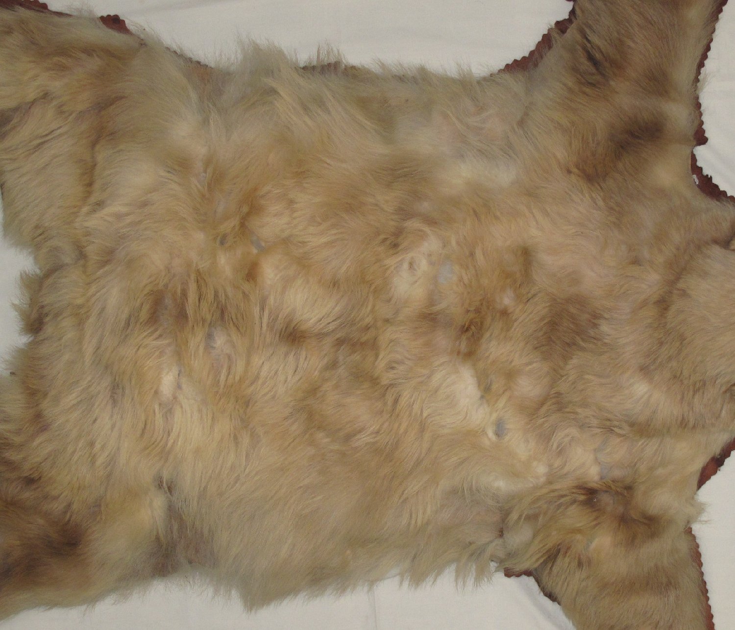 Taxidermy : FINISHED RUGS (4060-0145) : hideandfur.com