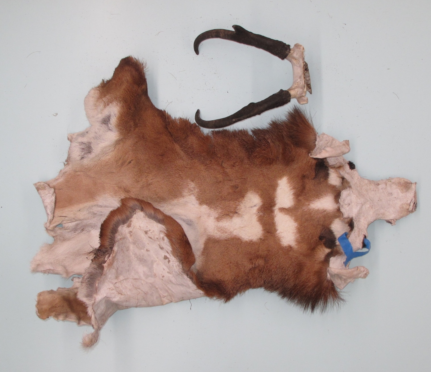 Taxidermy : ANTELOPE - CAPES (4100) : hideandfur.com