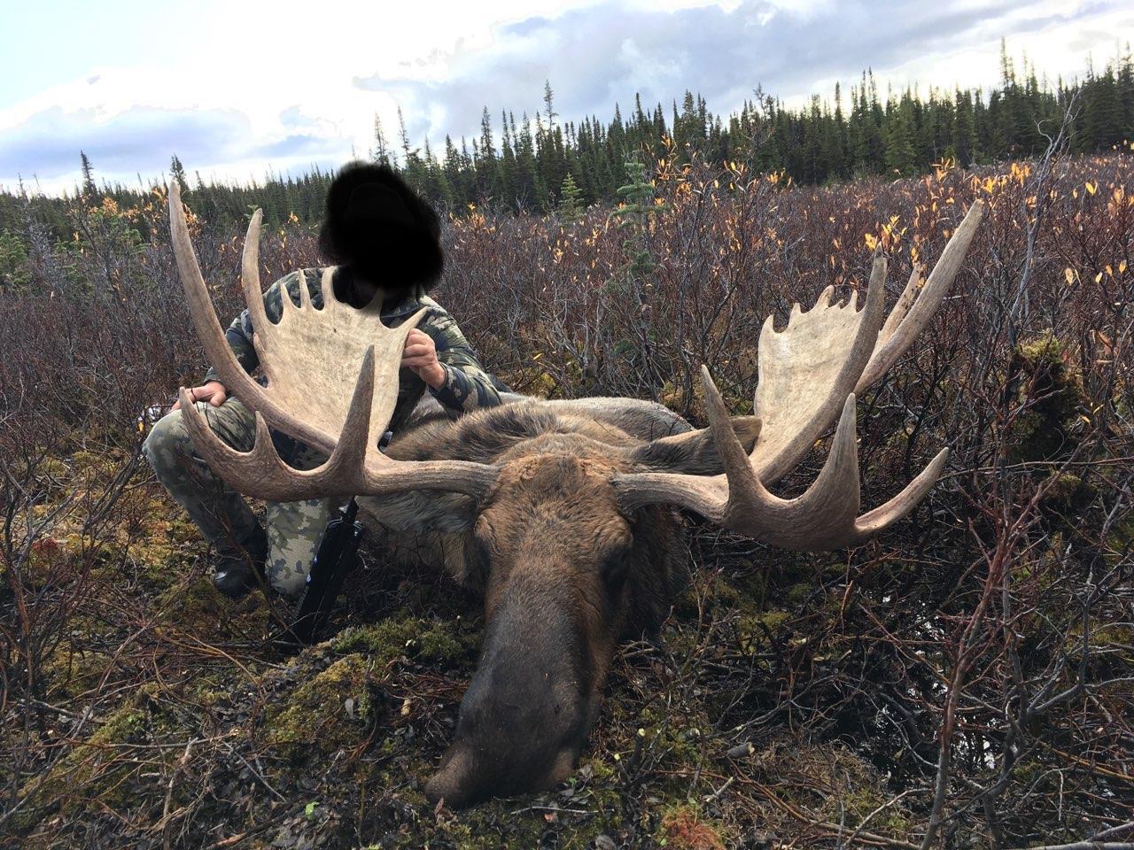 Taxidermy : MOOSE - CAPES (4710) : hideandfur.com