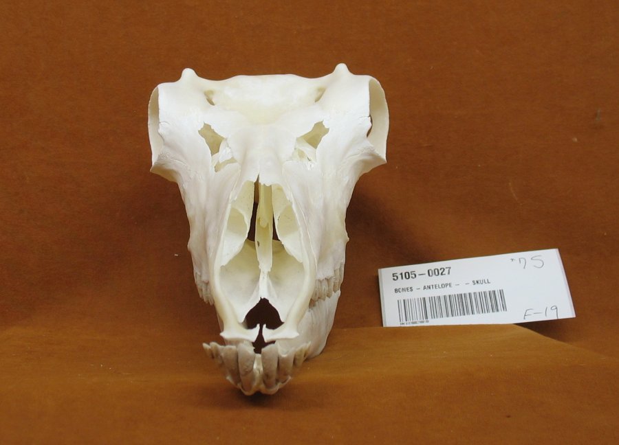 Bones : ANTELOPE - SKULL (5105-0027) : hideandfur.com