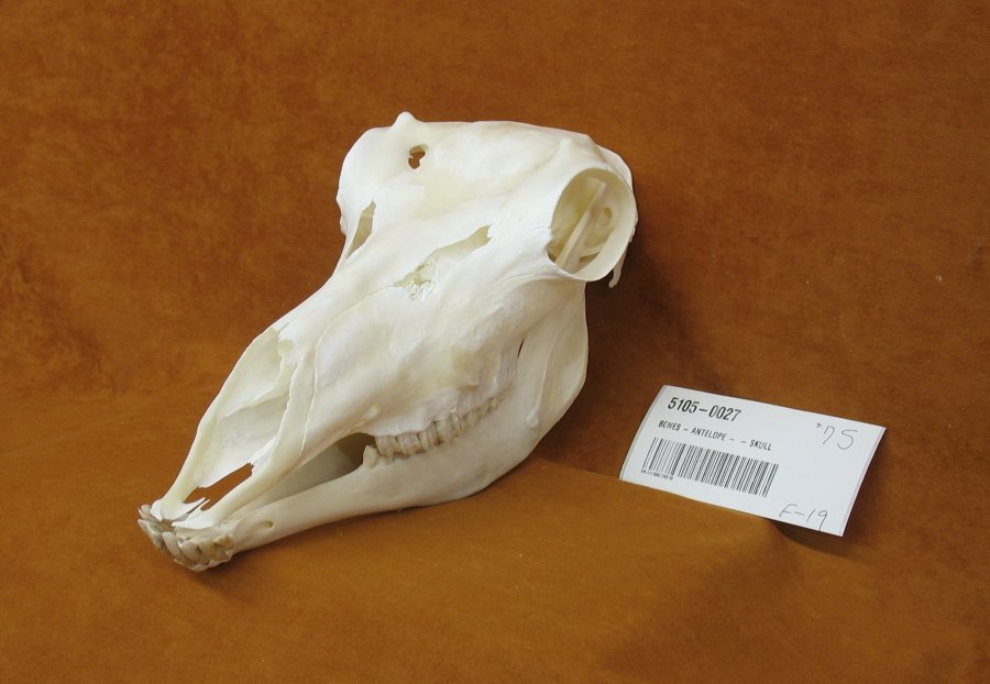 Bones : ANTELOPE - SKULL (5105-0027) : hideandfur.com