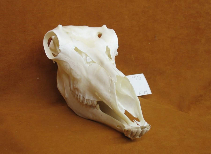 Bones : ANTELOPE - SKULL (5105-0027) : hideandfur.com