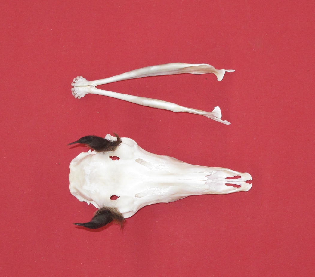 Bones : ANTELOPE - SKULL (5105-0048) : hideandfur.com