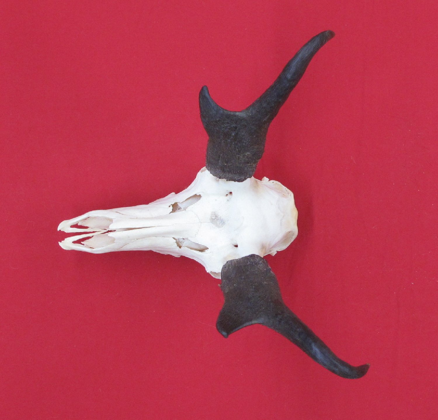 Bones : ANTELOPE - SKULL (5105-0052) : hideandfur.com