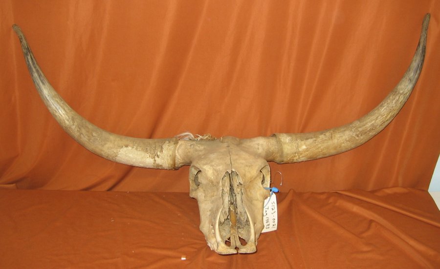 Bones : BULL BEEF - SKULL (5123) : hideandfur.com