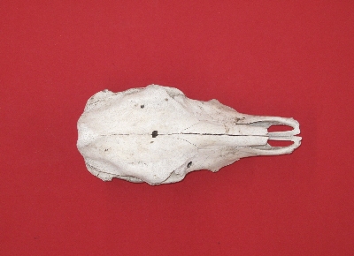 Bones : COW BEEF - SKULL (5124-0064) : hideandfur.com