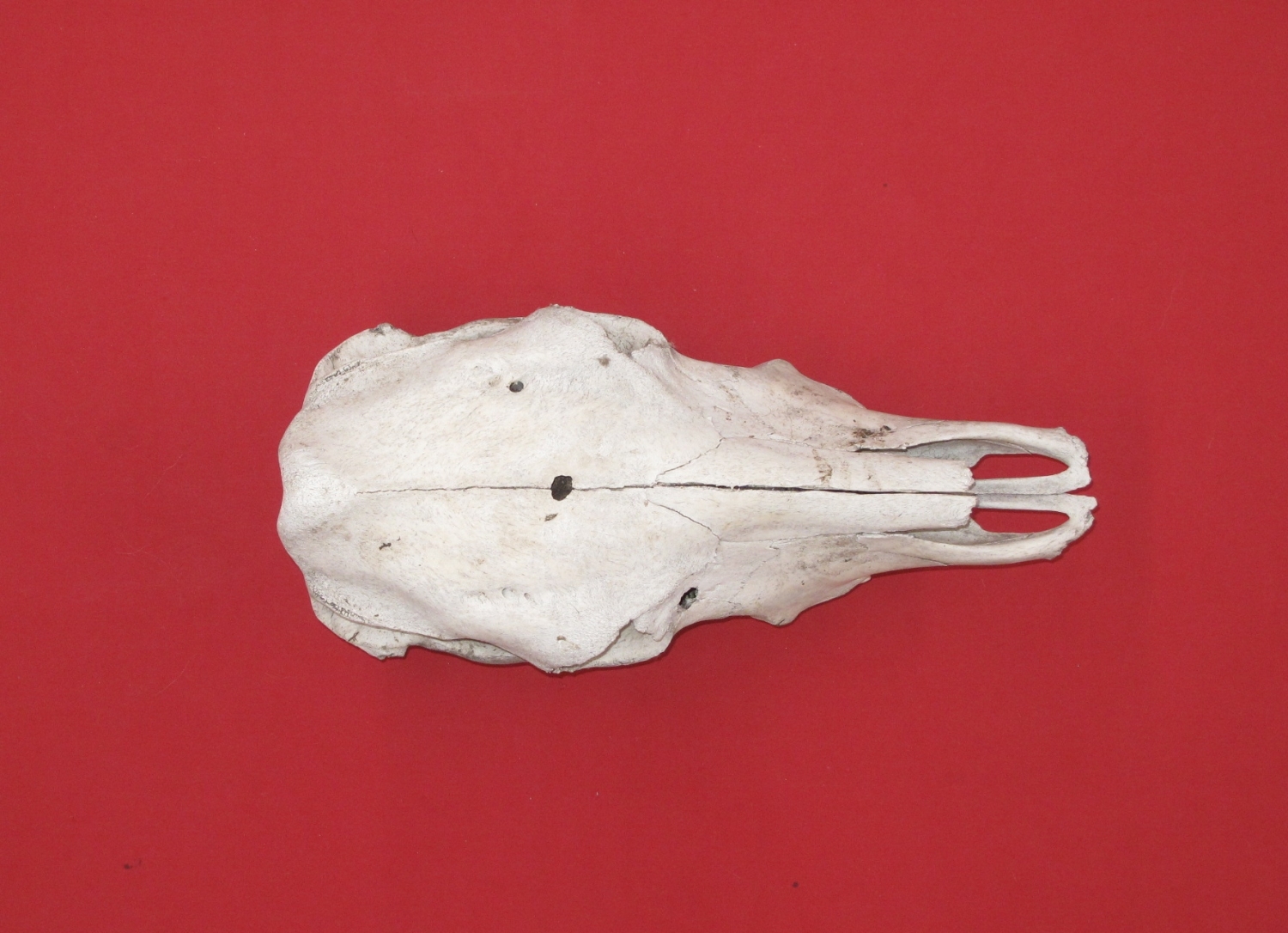 Bones : COW BEEF - SKULL (5124-0064) : hideandfur.com