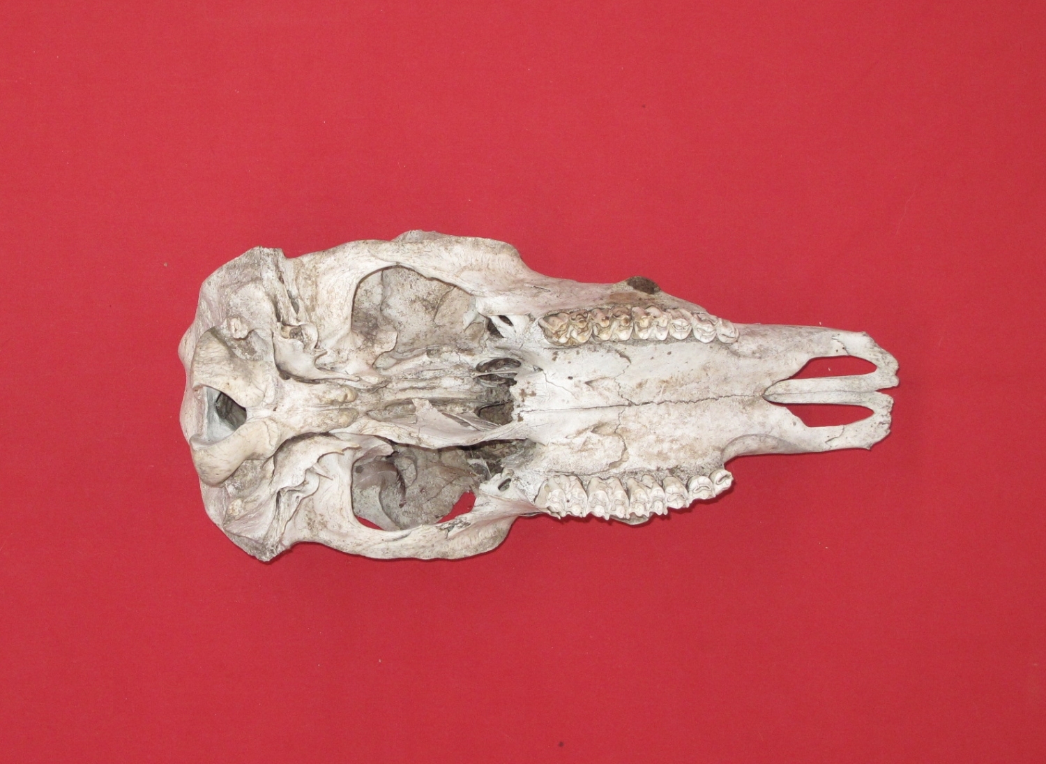 Bones : COW BEEF - SKULL (5124-0064) : hideandfur.com