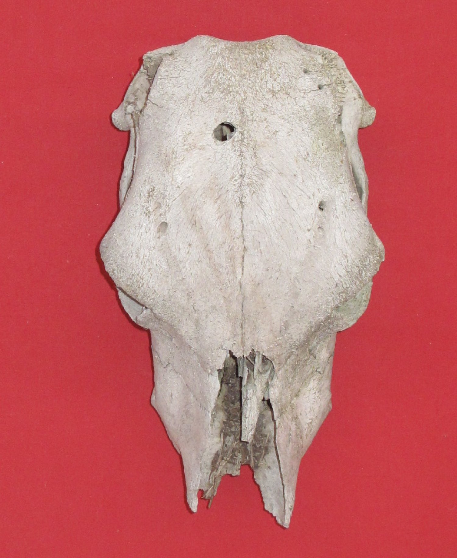 Bones : COW BEEF - SKULL (5124-0071) : hideandfur.com