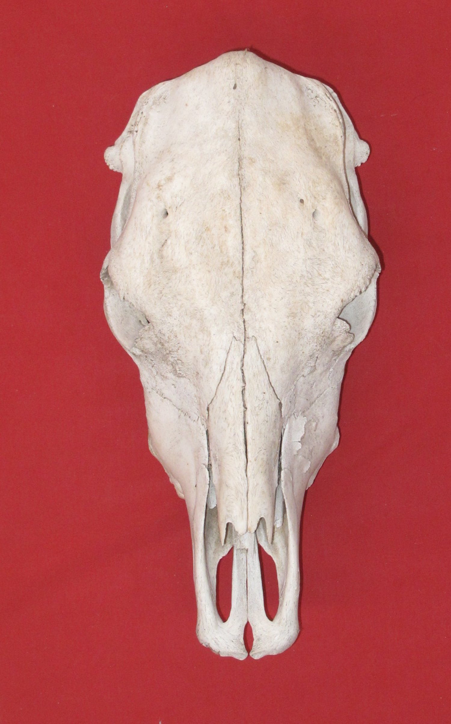 Bones : COW BEEF - SKULL (5124-0073) : hideandfur.com