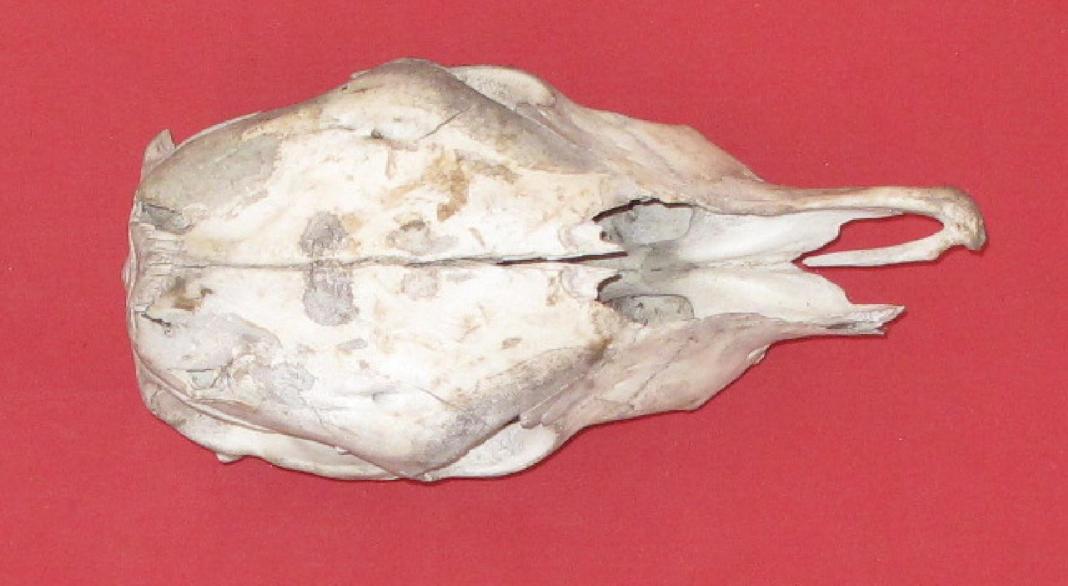 Bones : COW BEEF - SKULL (5124-0075) : hideandfur.com