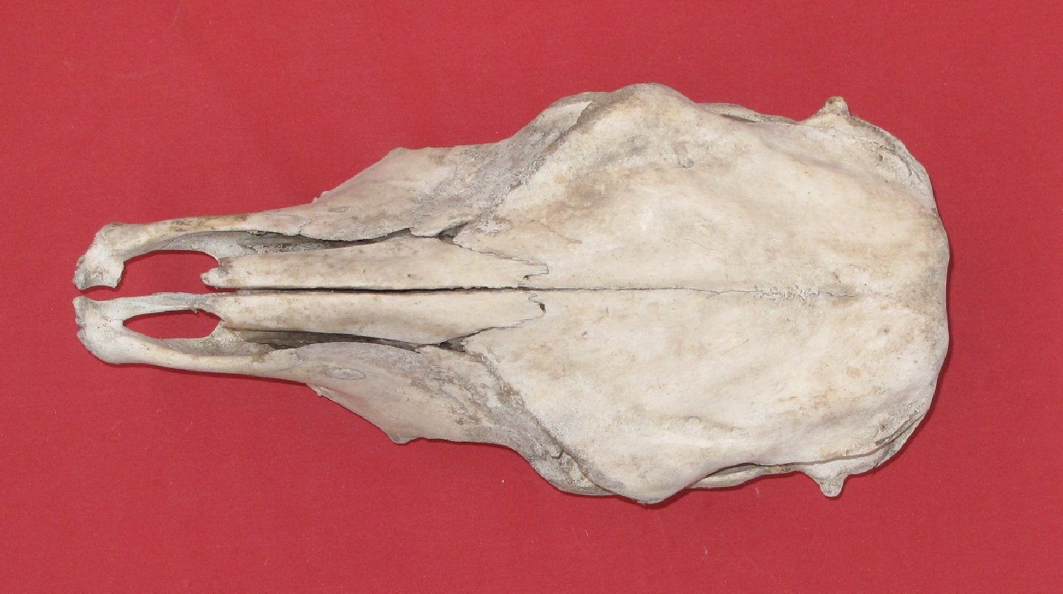 Bones : COW BEEF - SKULL (5124-0077) : hideandfur.com