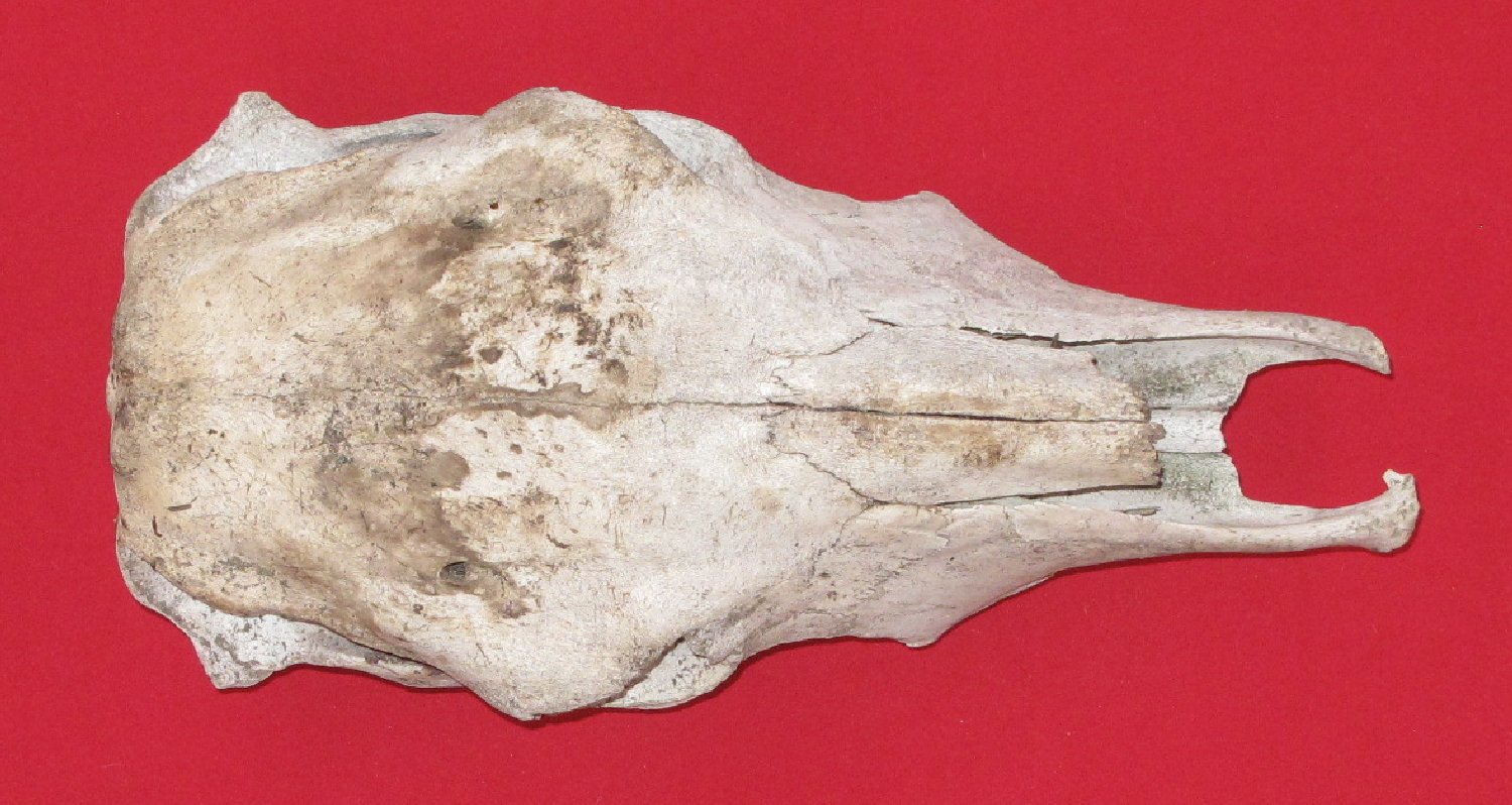 Bones : COW BEEF - SKULL (5124-0078) : hideandfur.com