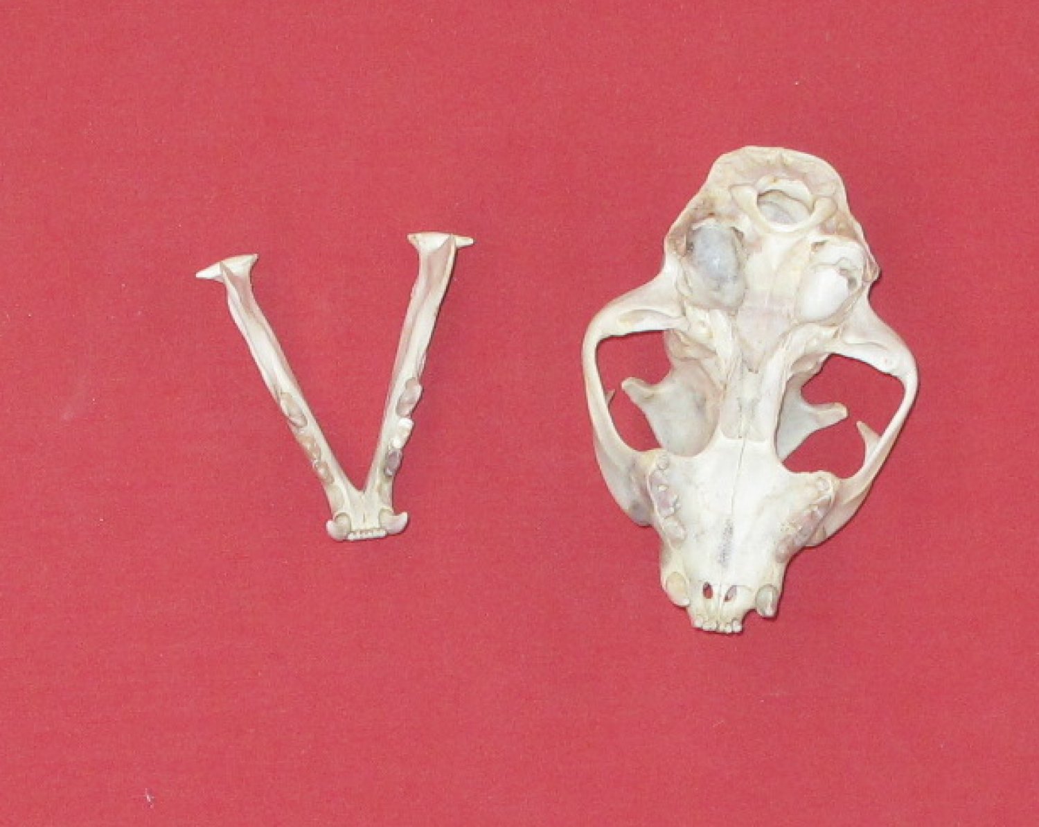 Bones : BOBCAT - SKULL (5125-9969) : hideandfur.com