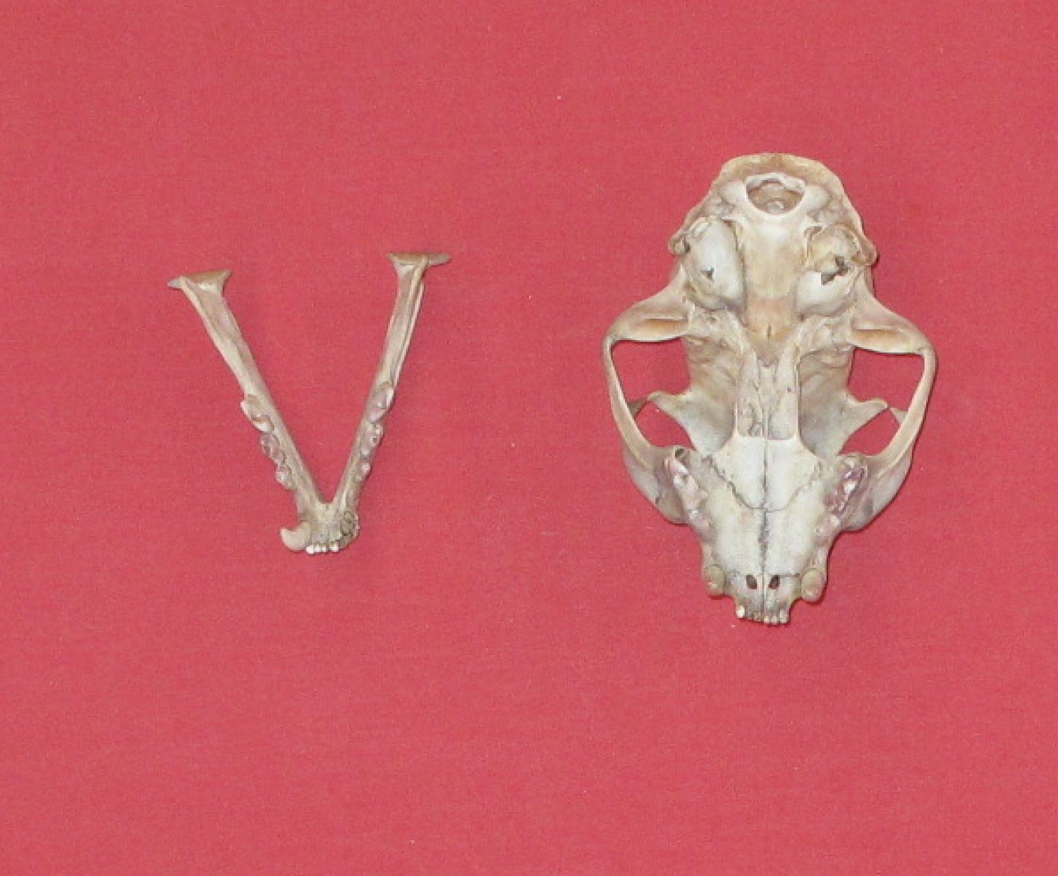 Bones : BOBCAT - SKULL (5125-9973) : hideandfur.com