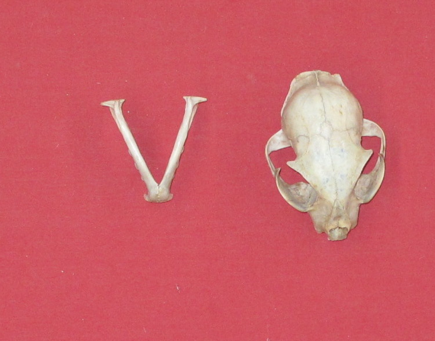 Bones : BOBCAT - SKULL (5125-9975) : hideandfur.com