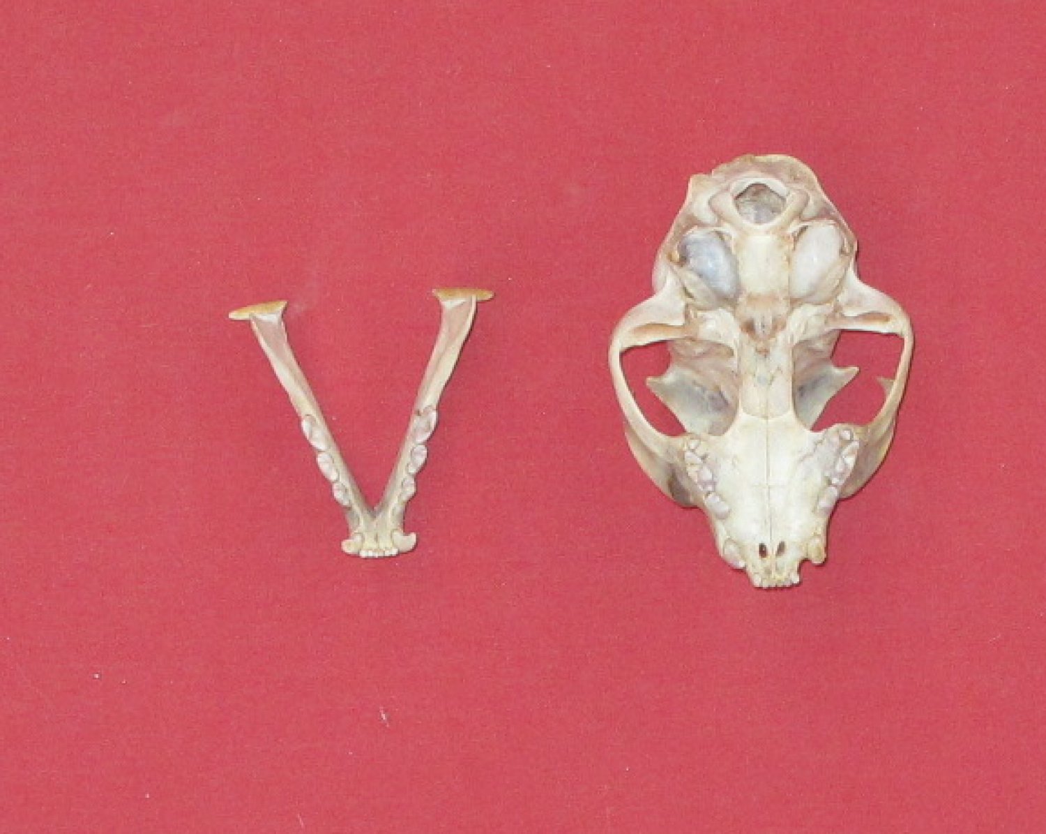 Bones : BOBCAT - SKULL (5125-9975) : hideandfur.com