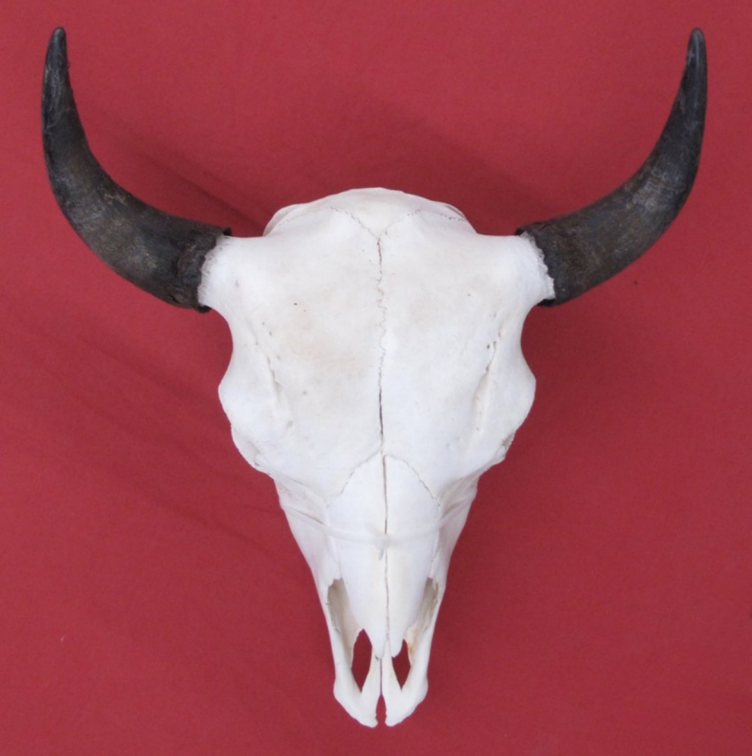 Bones : BUFFALO - SKULL (5129-0295) : hideandfur.com