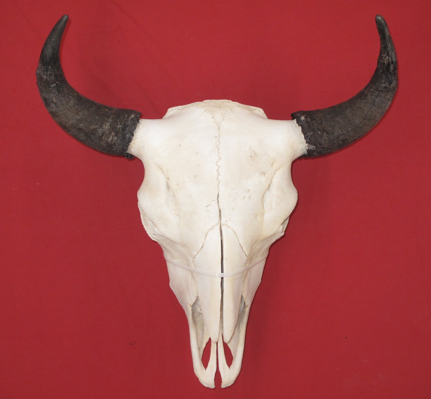 Bones : BUFFALO - SKULL (5129-0299) : hideandfur.com