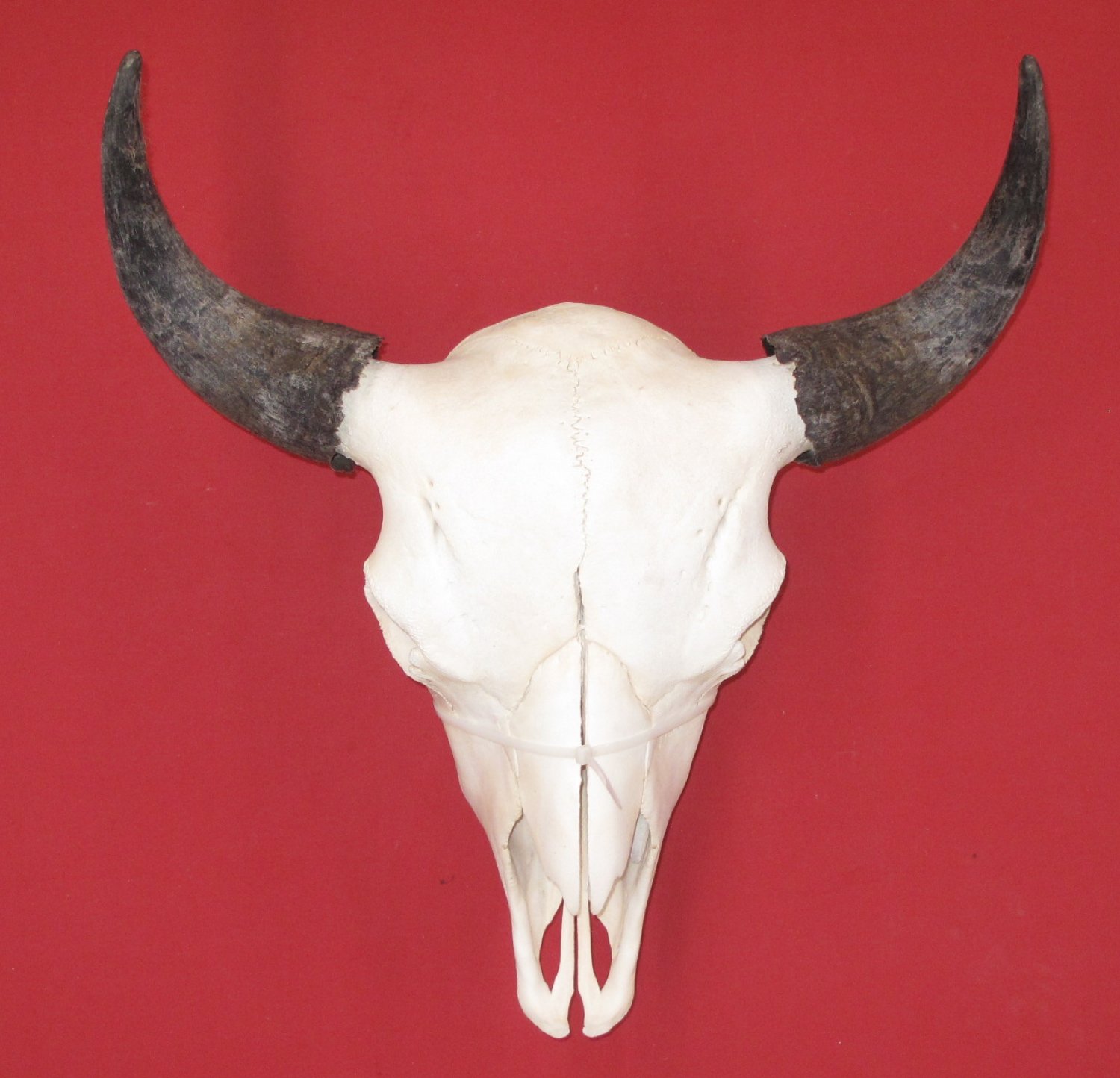 Bones : BUFFALO - SKULL (5129-0303) : hideandfur.com