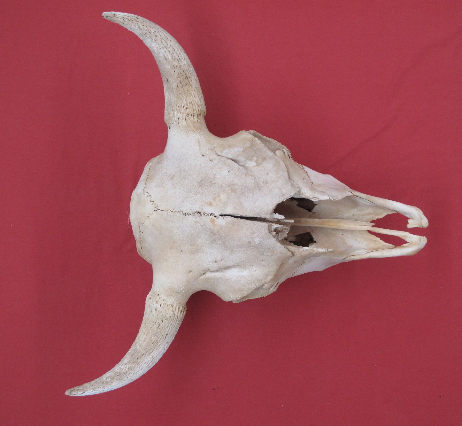 Bones : BUFFALO - SKULL (5129-0305) : hideandfur.com