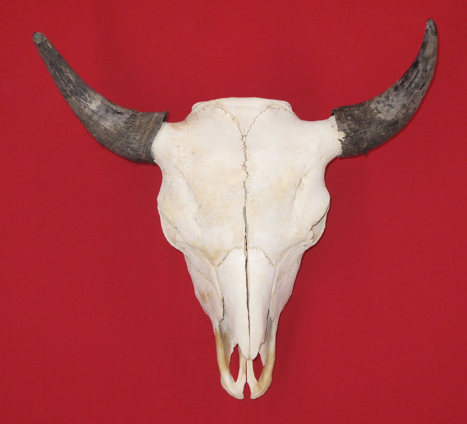 Bones : BUFFALO - SKULL (5129-0307) : hideandfur.com