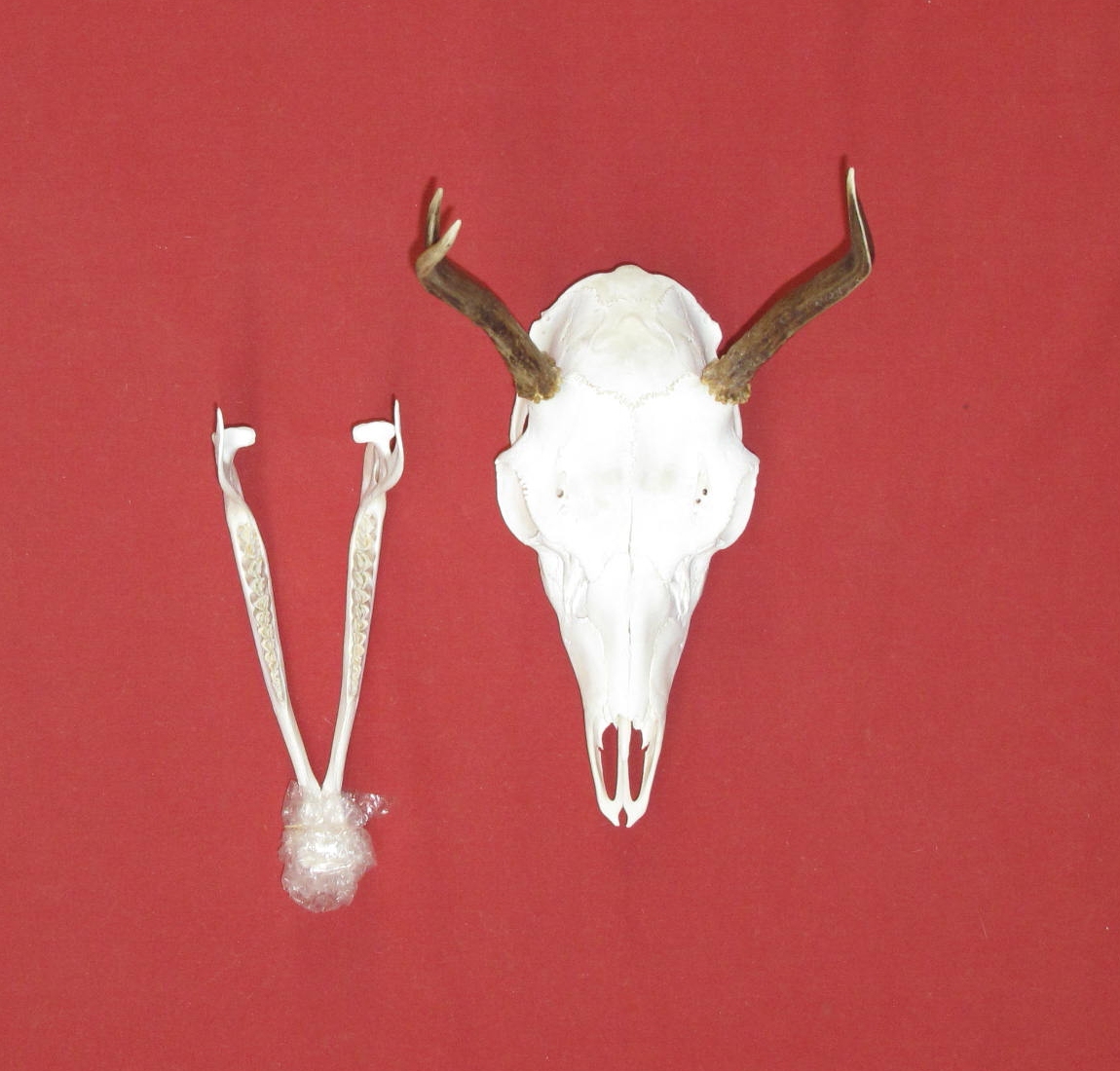 Bones : MULE DEER - SKULL (5151-0049) : hideandfur.com