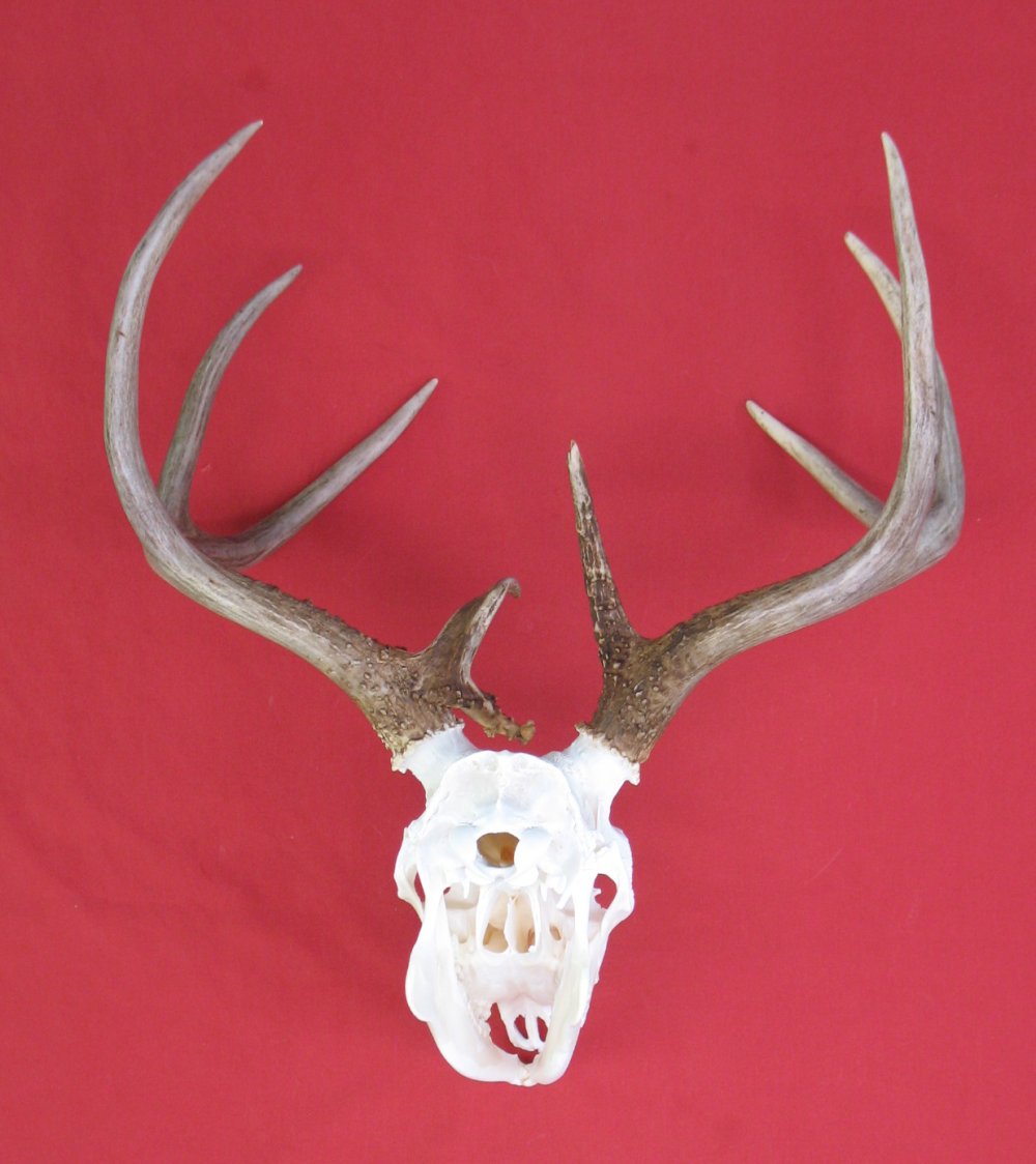 Bones : WHITE TAIL DEER - SKULL (5152-0267) : hideandfur.com