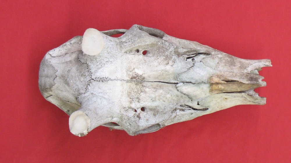 Bones : ELK - SKULL (5157-0127) : hideandfur.com